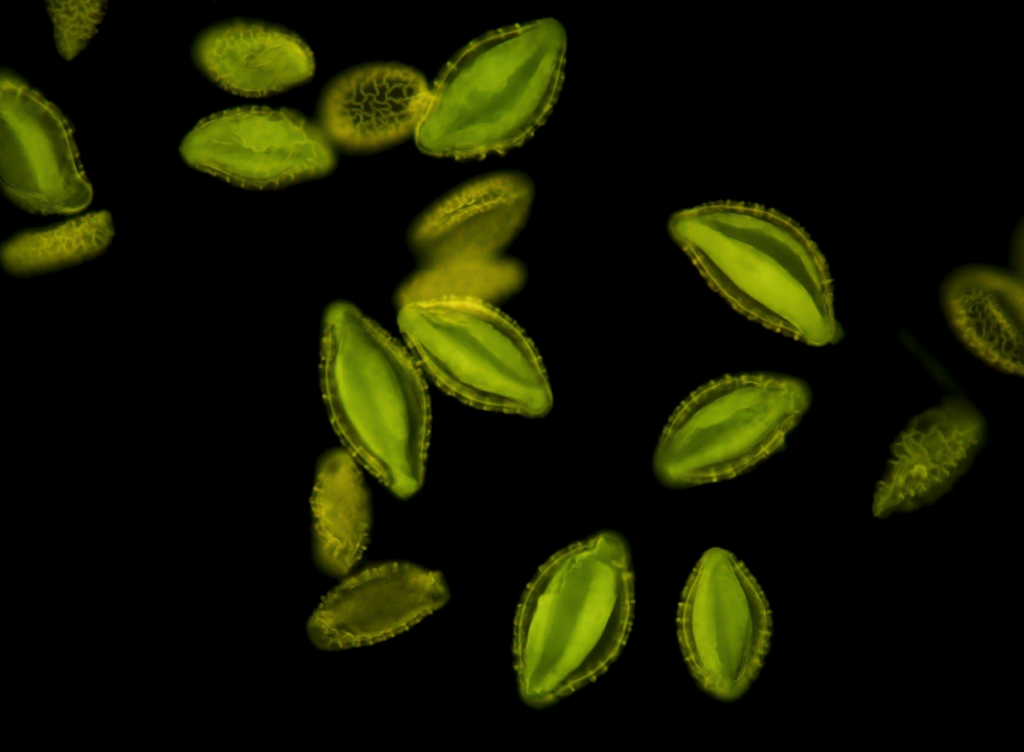 Fluorescence Microscope | MJIIT Microscopy Laboratory